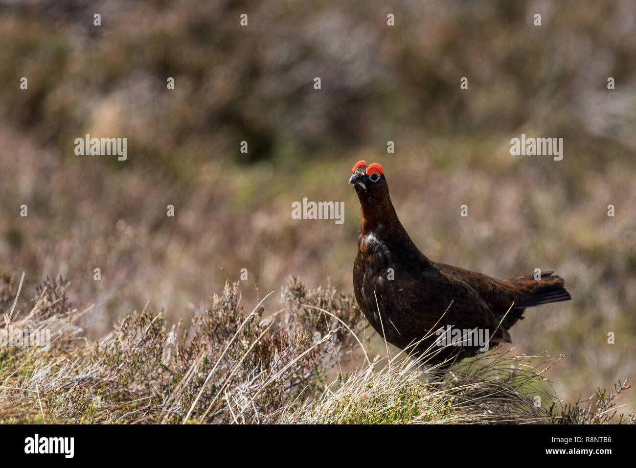 Grouse scotland hi-res stock photography and images - Alamy