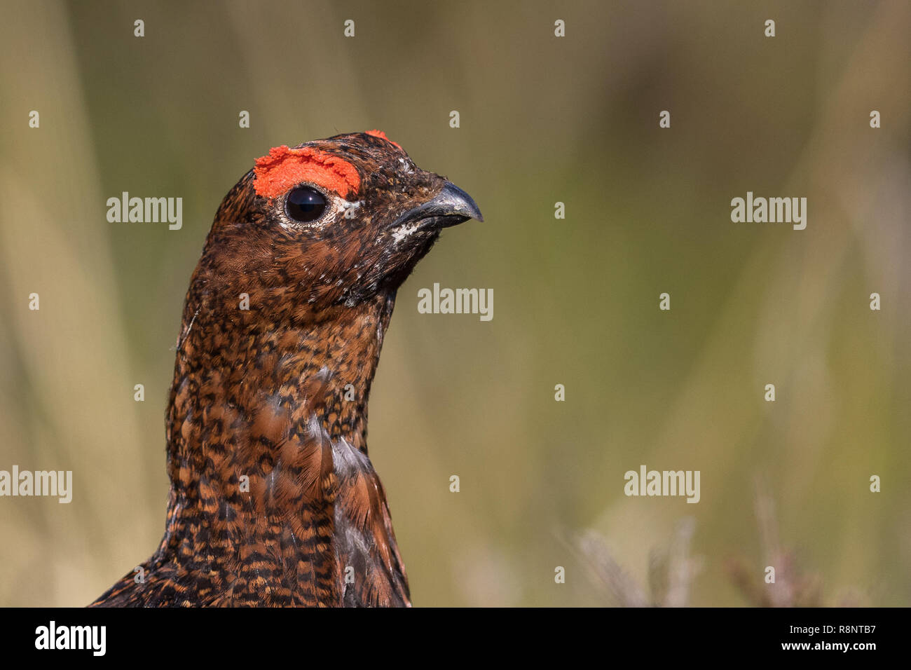 Famous grouse hi-res stock photography and images - Alamy