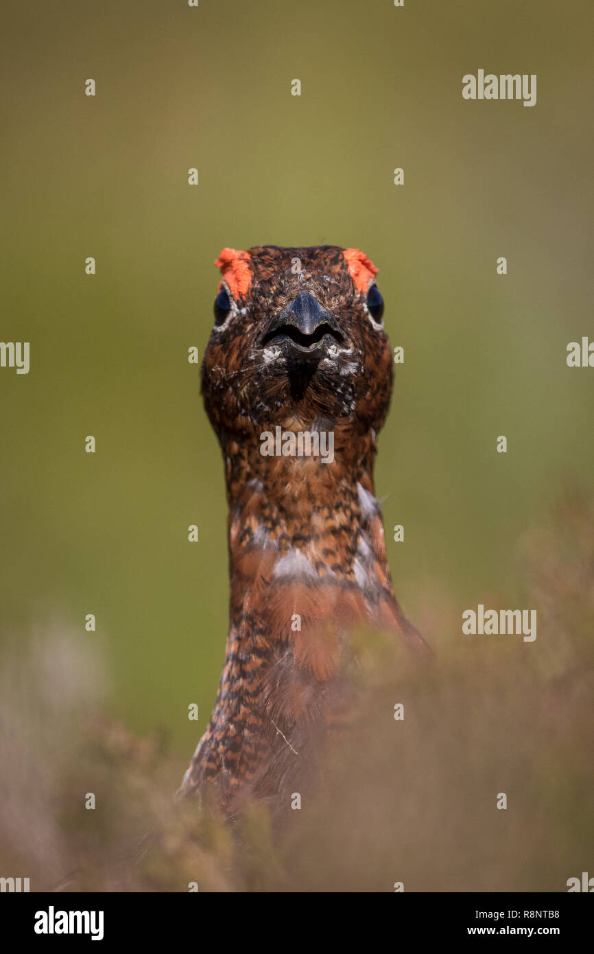 Scottish moorland detail hi-res stock photography and images - Alamy