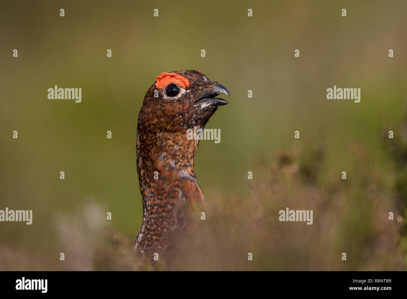 Grouse photograph hi-res stock photography and images - Alamy