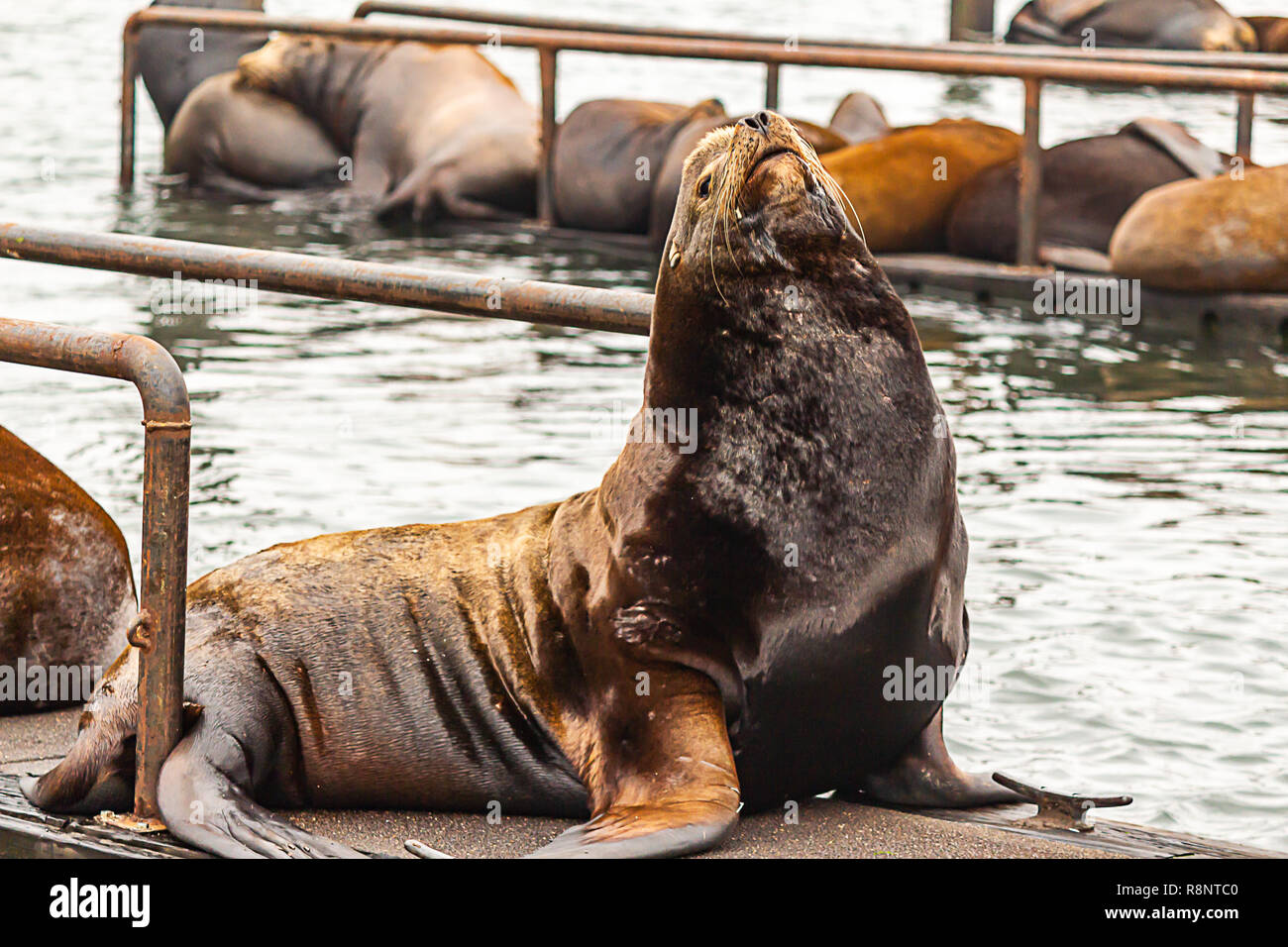Seals on display hi-res stock photography and images - Alamy
