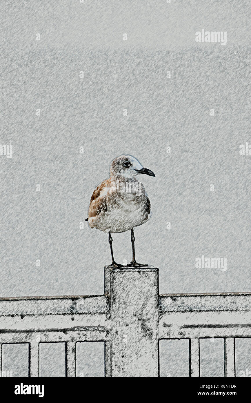 Seagull post hi-res stock photography and images - Alamy