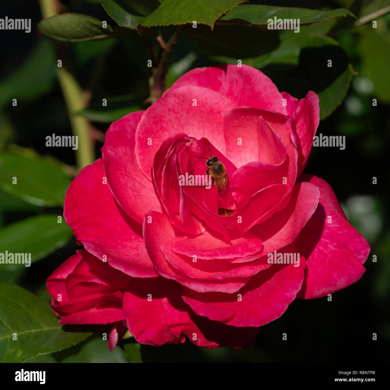 Dark pink rose hi-res stock photography and images - Alamy
