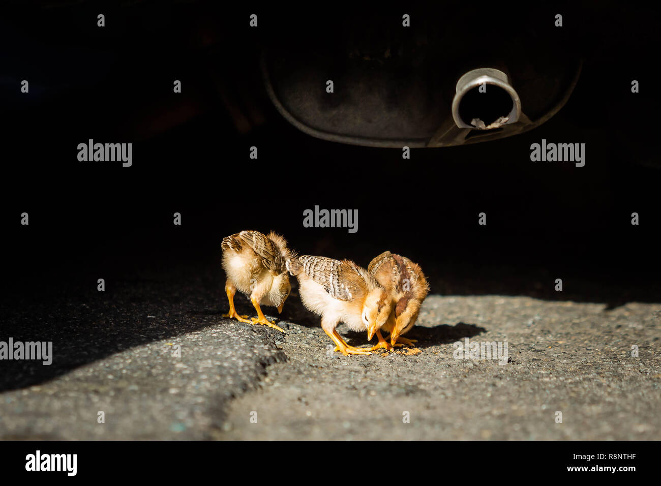 Little chickens on the street wild and small alone Stock Photo - Alamy