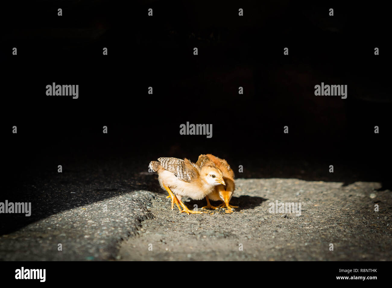 Baby chickens with mom hi-res stock photography and images - Alamy