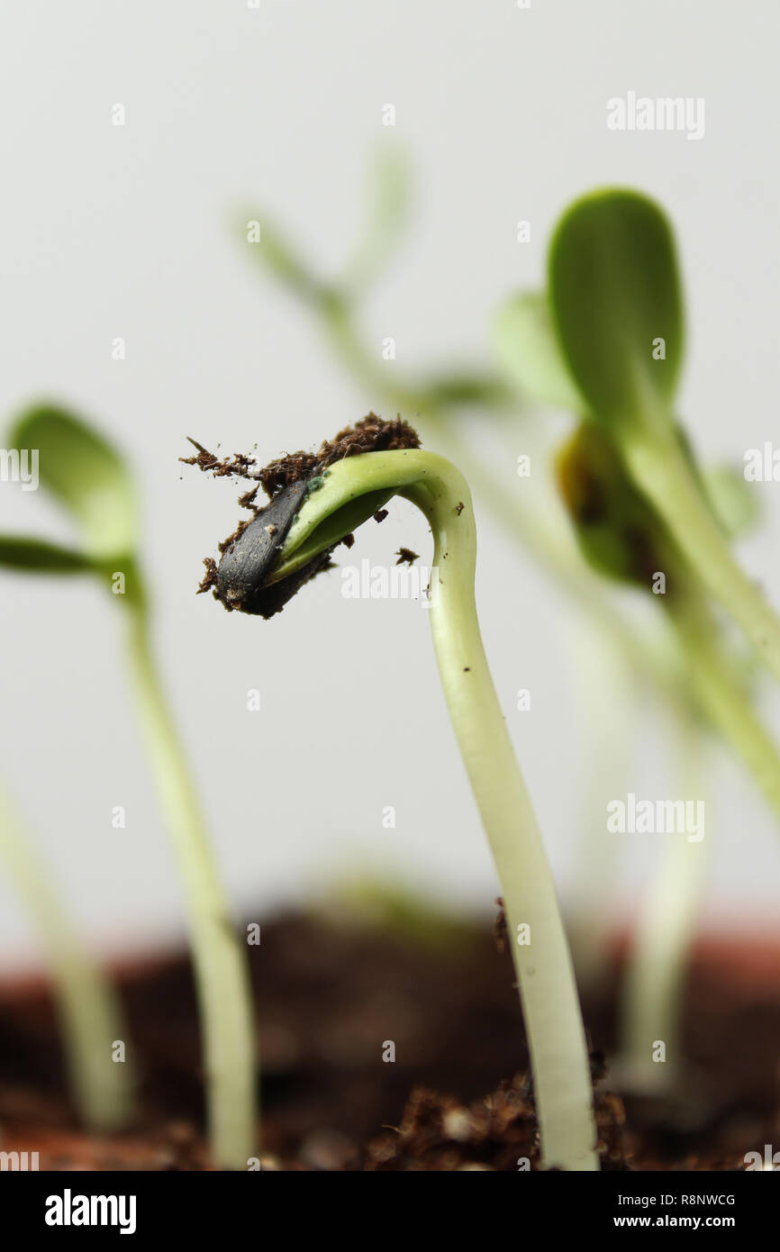 Sprouting sunflower plant soil hi-res stock photography and images - Alamy