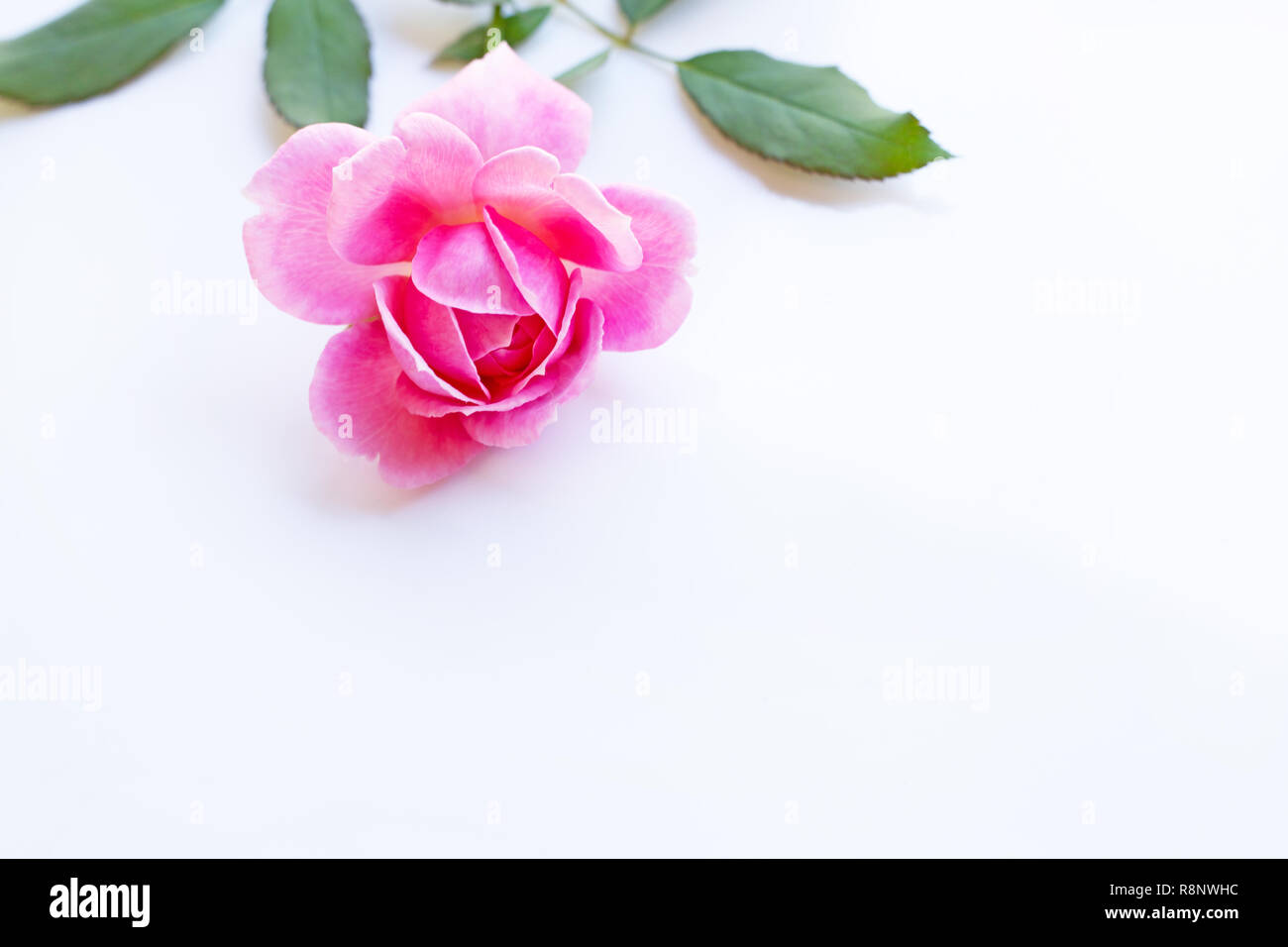 Pink rose on over white background. Copy space, Concept background for ...
