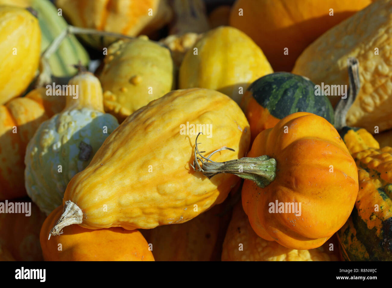 Sunshine squash hi-res stock photography and images - Alamy