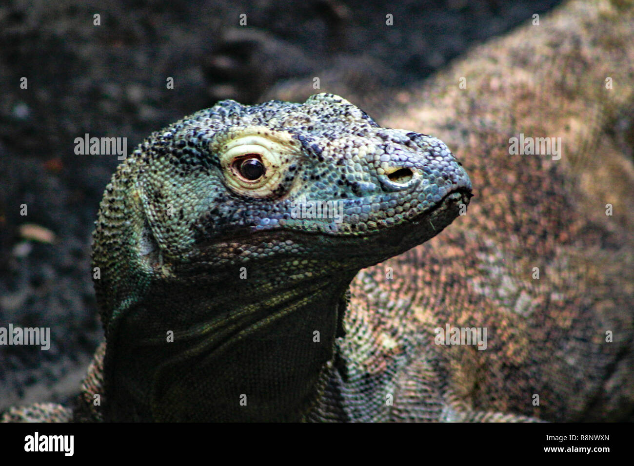 Komodo Dragon Varanus komodoensis . amazing venomous lizard Stock Photo ...