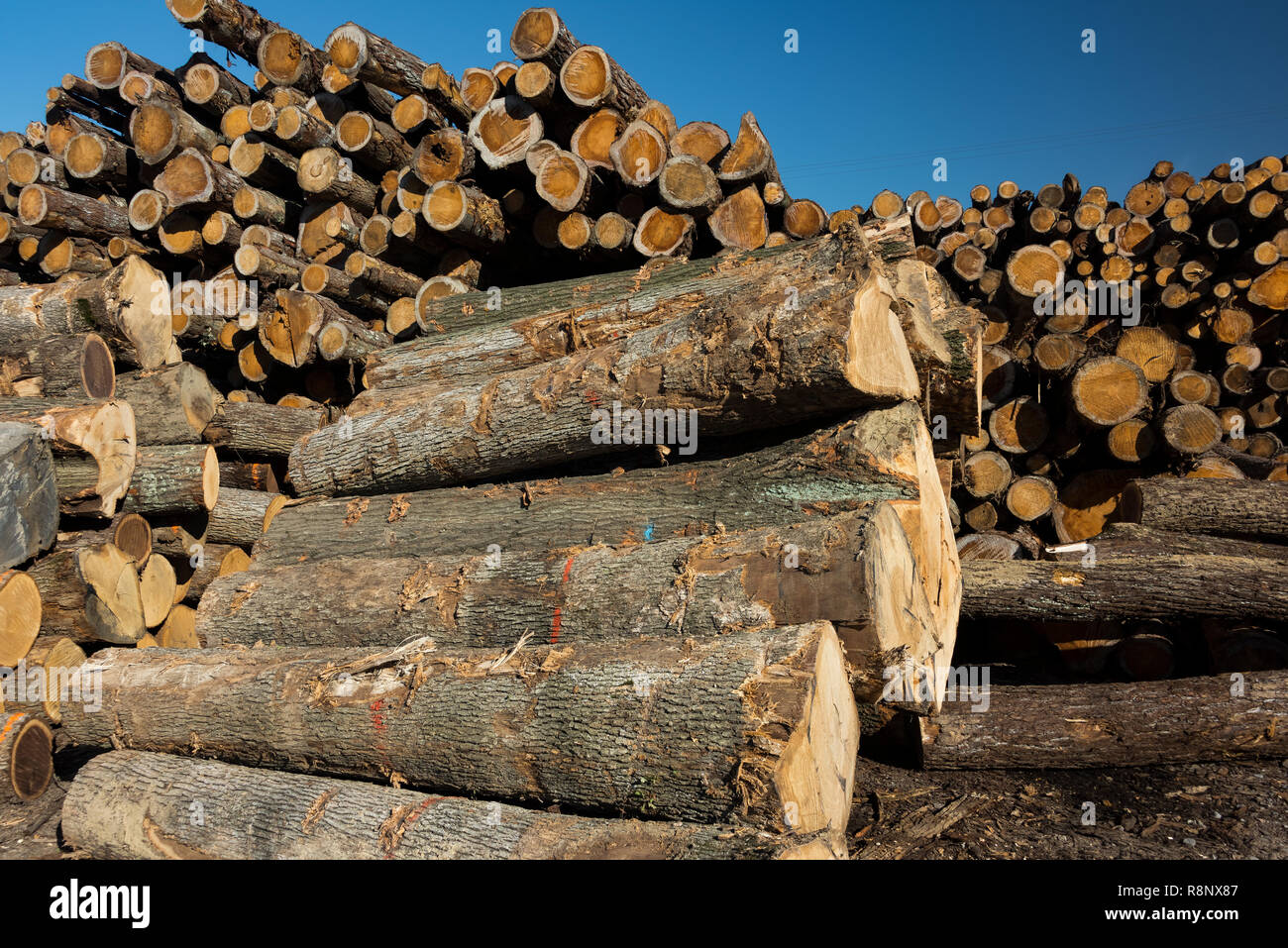 large cut logs piled and ready for transport Stock Photo - Alamy