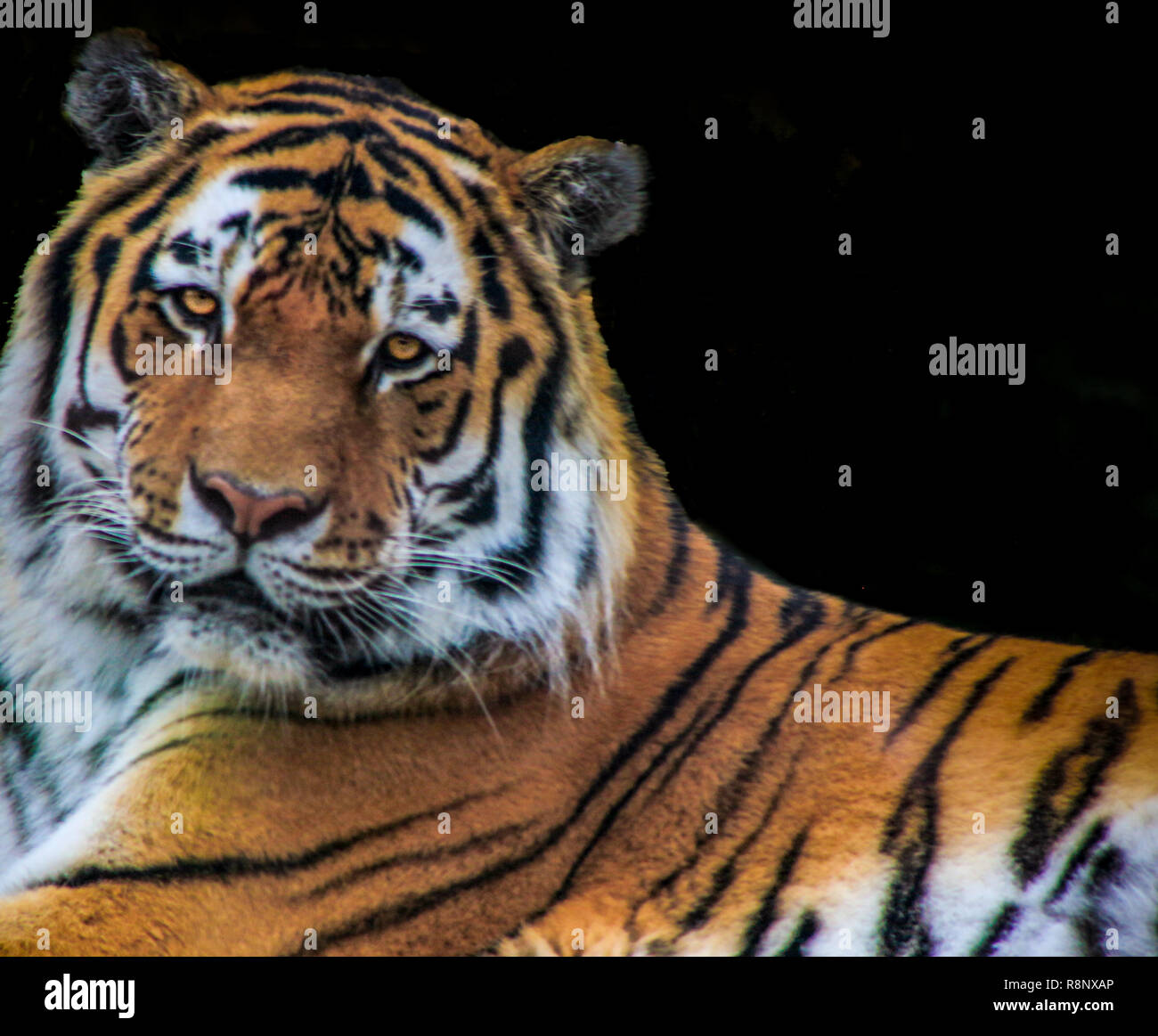 The tiger on the rock on black background Stock Photo - Alamy