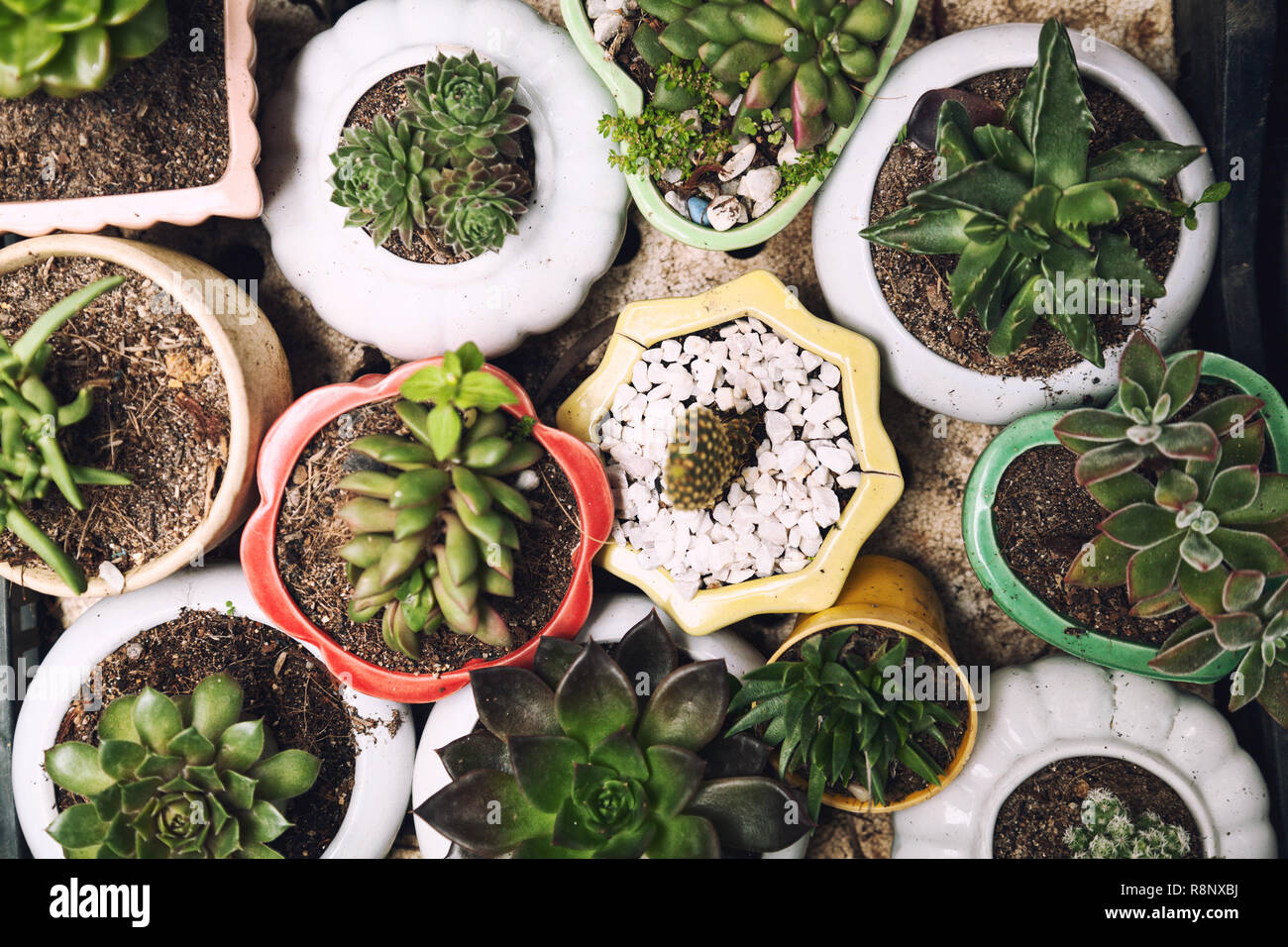 Succulents In Pots High Resolution Stock Photography and Images - Alamy
