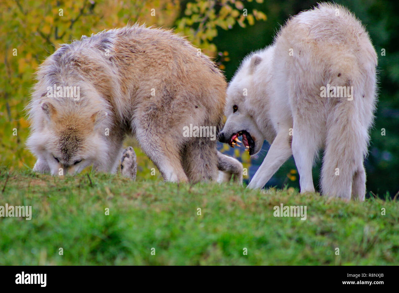 Canadian timber wolf hi-res stock photography and images - Alamy