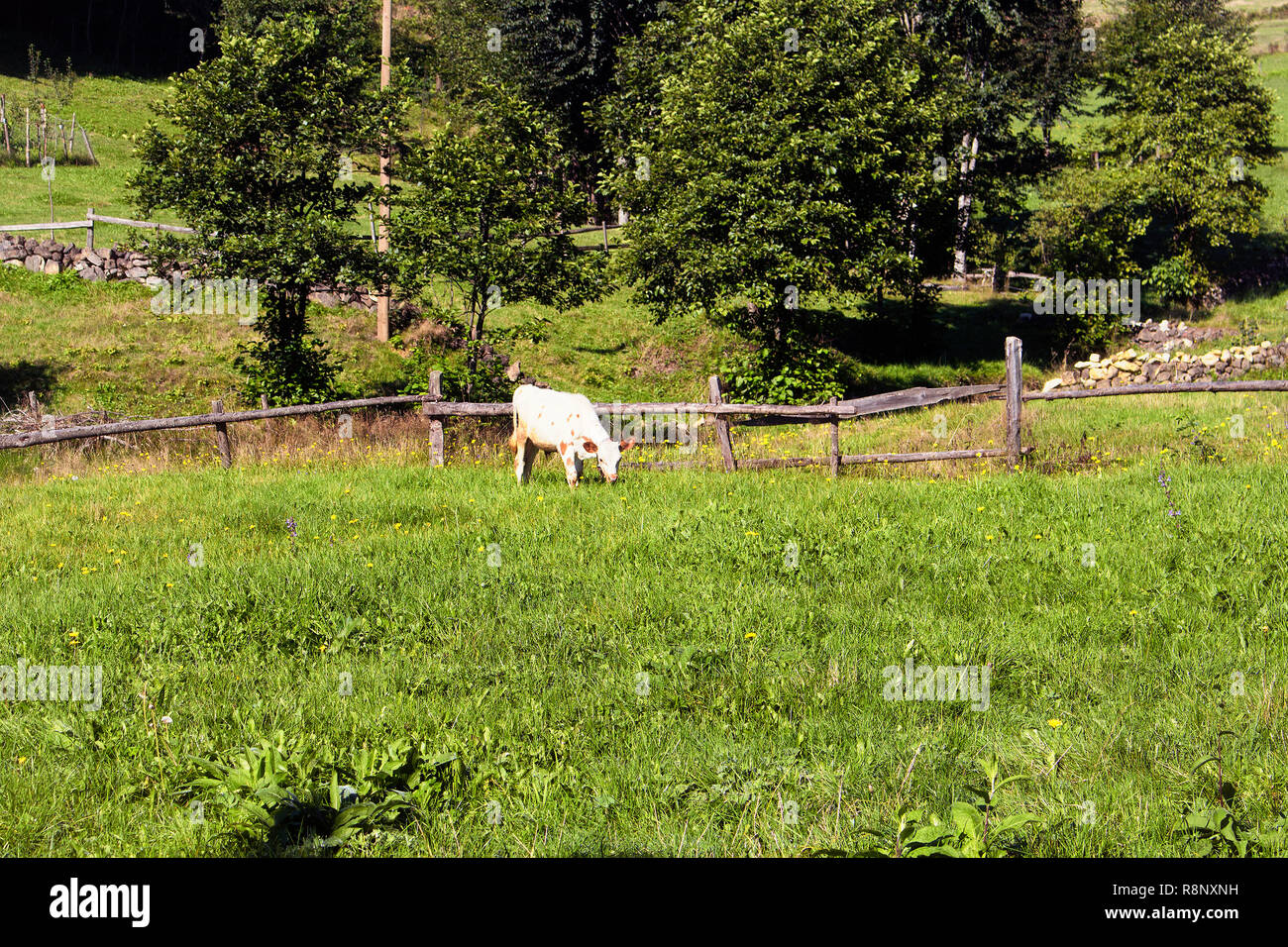 View of a white cow grazing on grass field at high plateau. The image ...