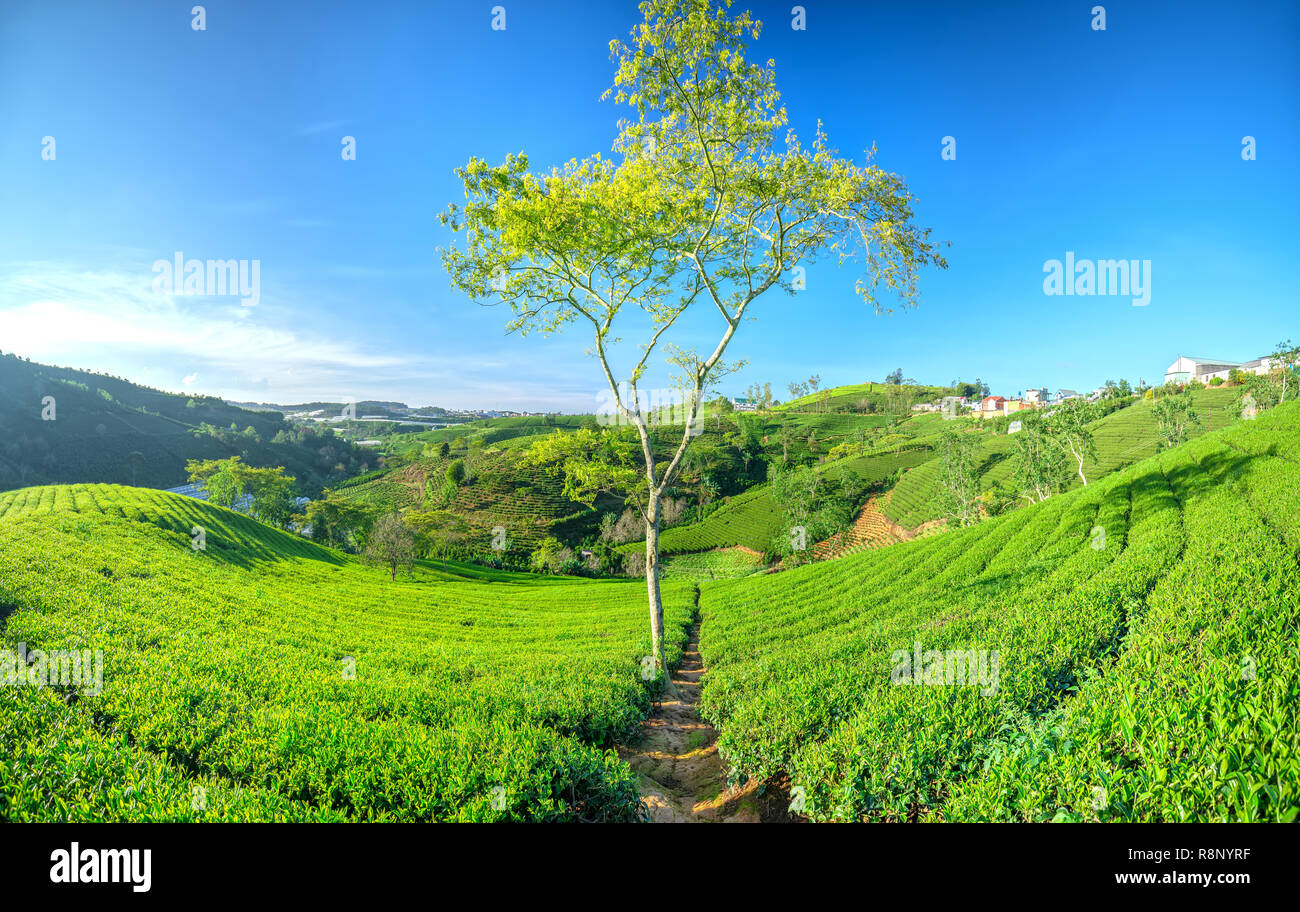 Green tea hill in the highlands in the morning. This tea plantation ...