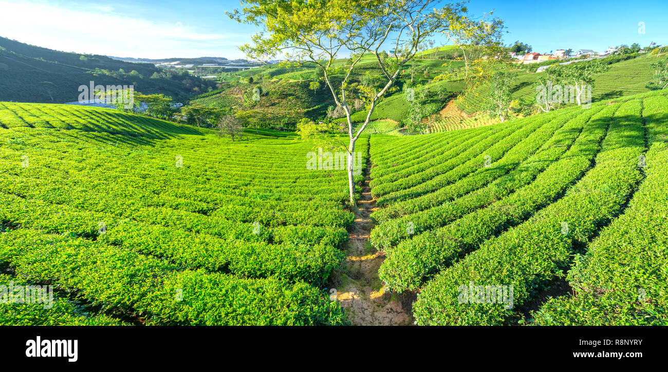 Green tea hill in the highlands in the morning. This tea plantation ...