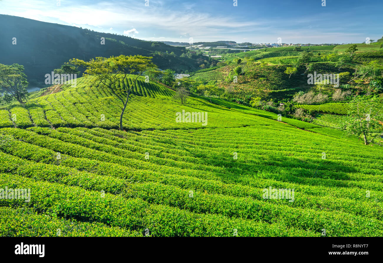 Green tea hill in the highlands in the morning. This tea plantation ...