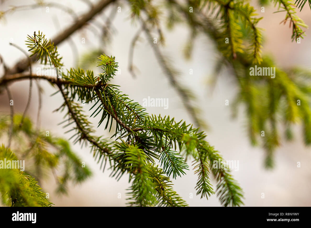 Fir spines hi-res stock photography and images - Alamy