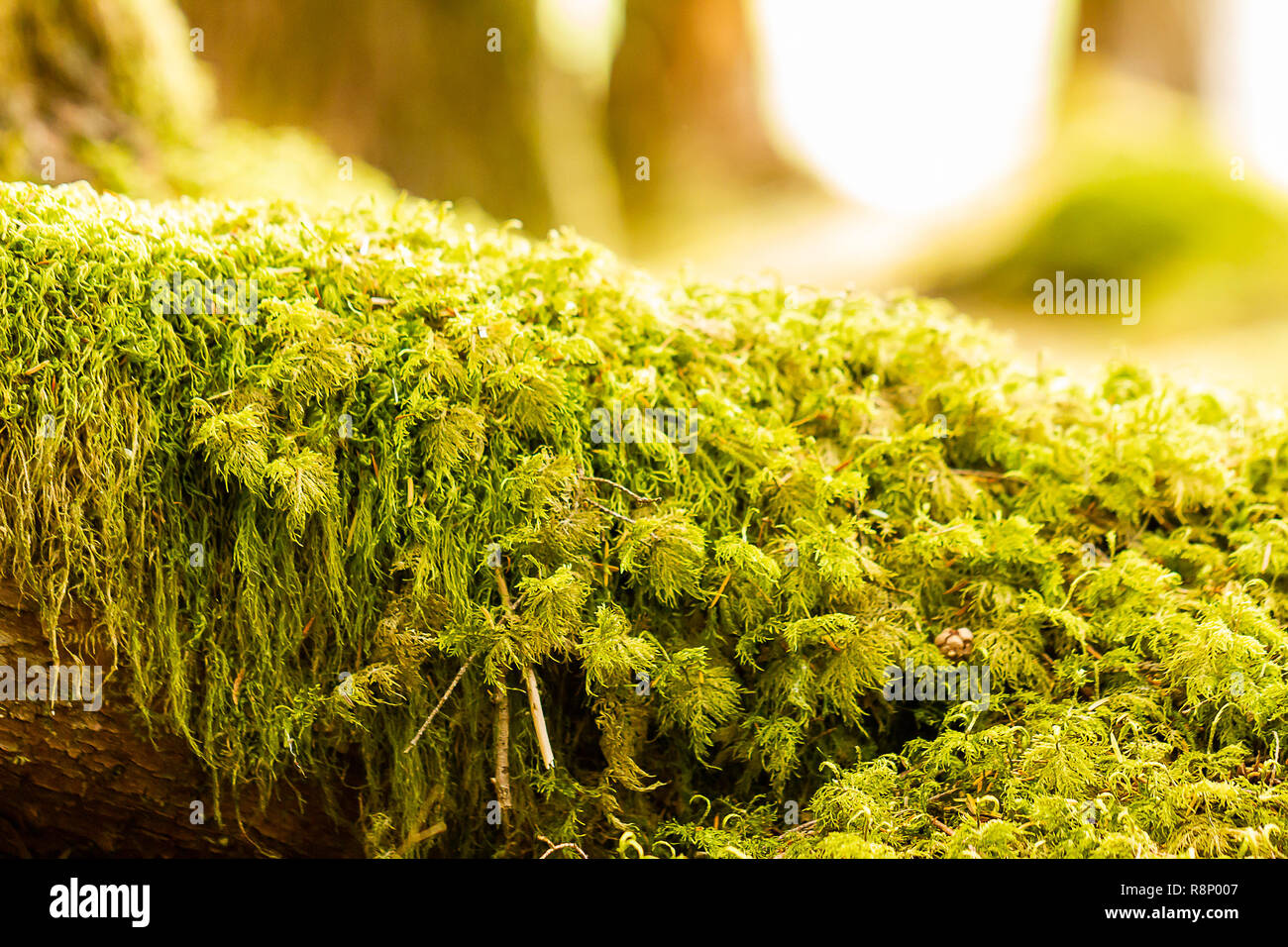 Wet logs outdoors close hi-res stock photography and images - Alamy