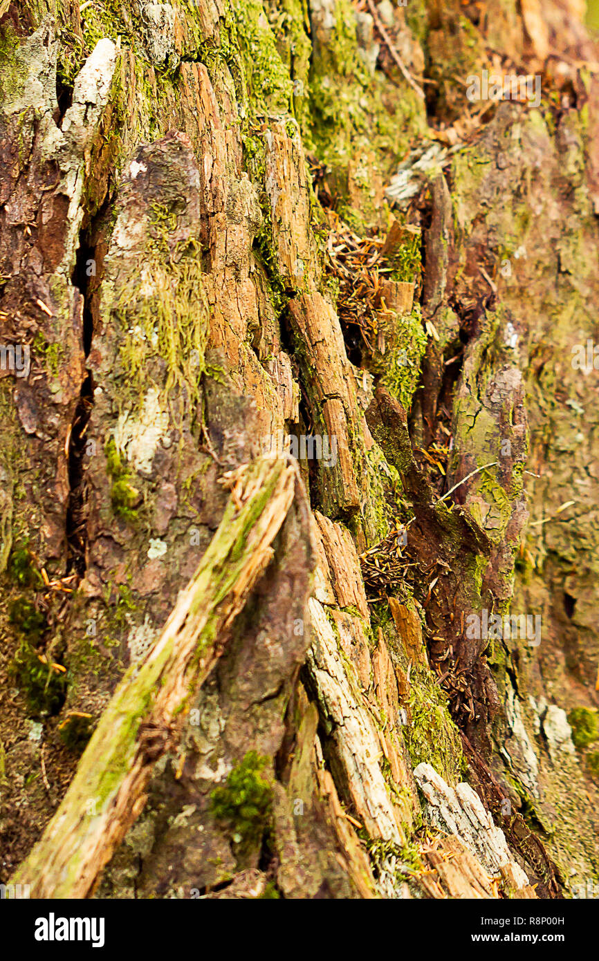 crumbling texture of forest tree trunks Stock Photo - Alamy