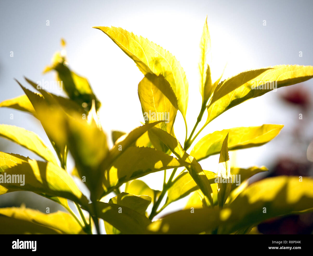 Verdure color hi-res stock photography and images - Alamy