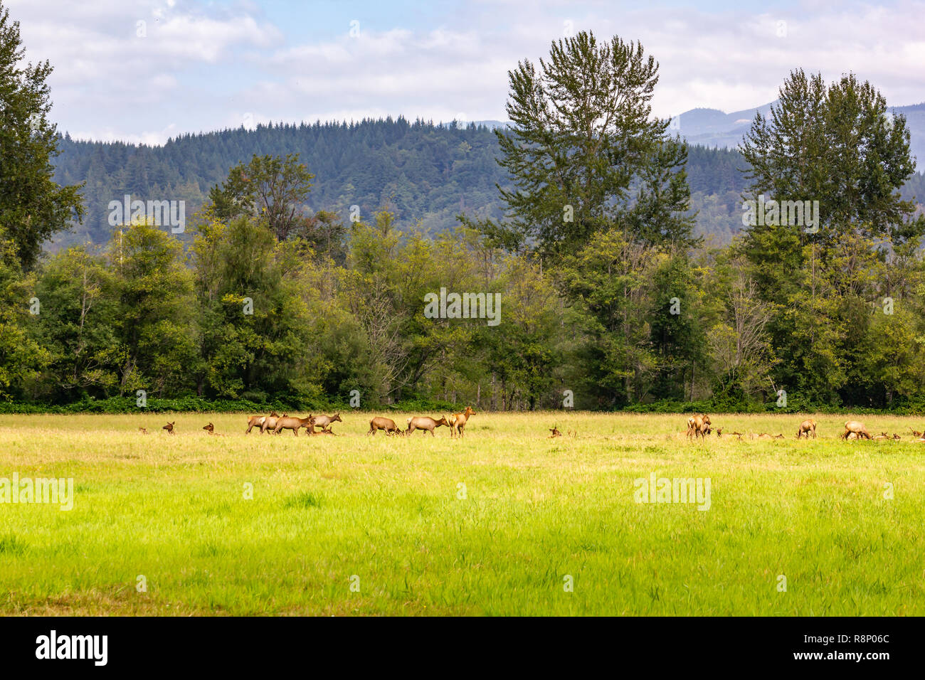 herd of elk in washington state meadow Stock Photo - Alamy