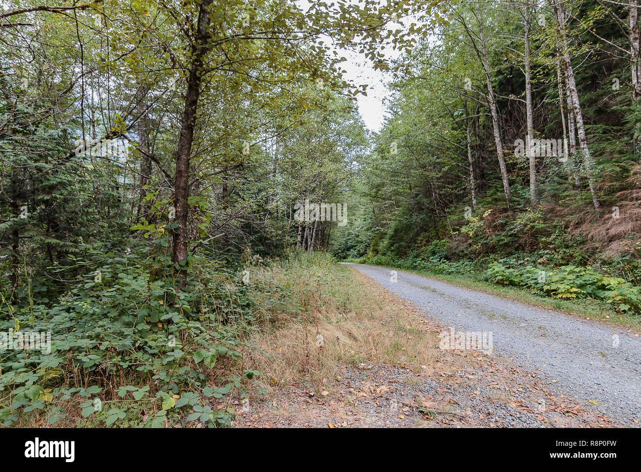 path and trees leading through undergrowth in summer Stock Photo - Alamy