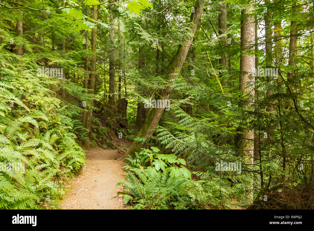 small dirt footpath leads through forest in august Stock Photo - Alamy