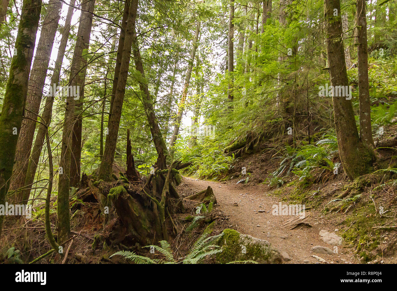 dirt path leading through afternoon in forest Stock Photo - Alamy
