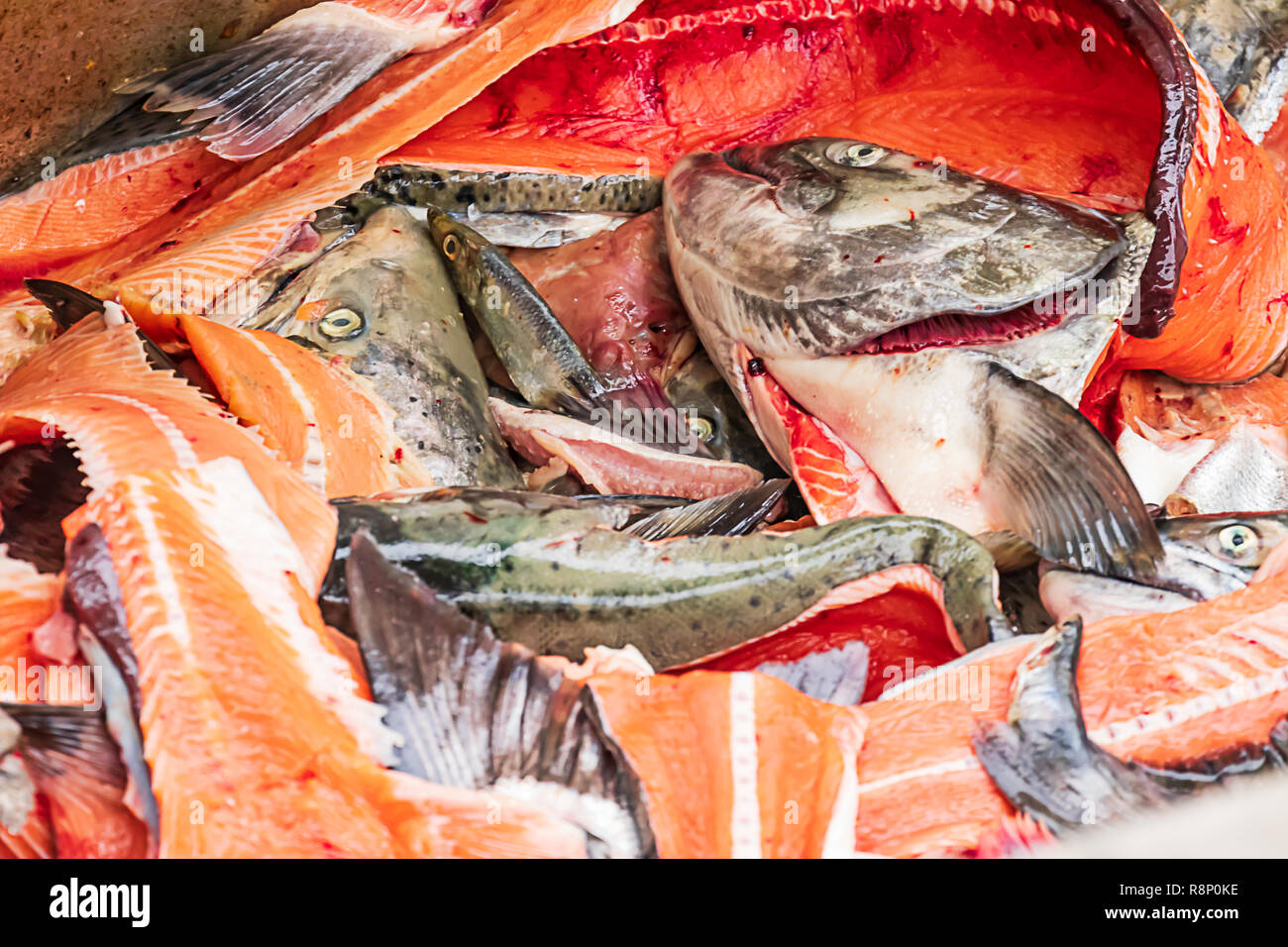 fish heads and spine in industrial fishing bin Stock Photo - Alamy