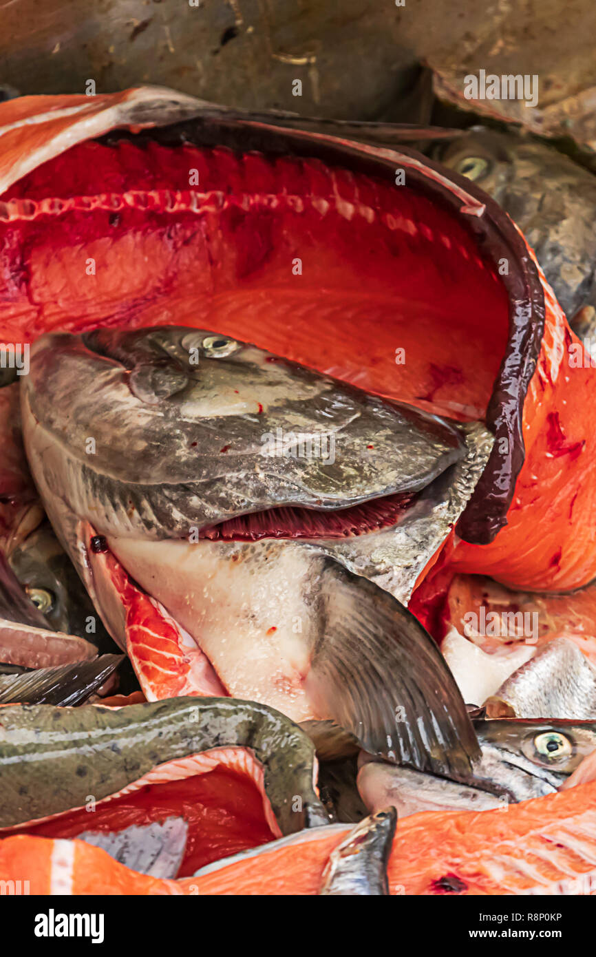 Fish head and body bones hi-res stock photography and images - Alamy