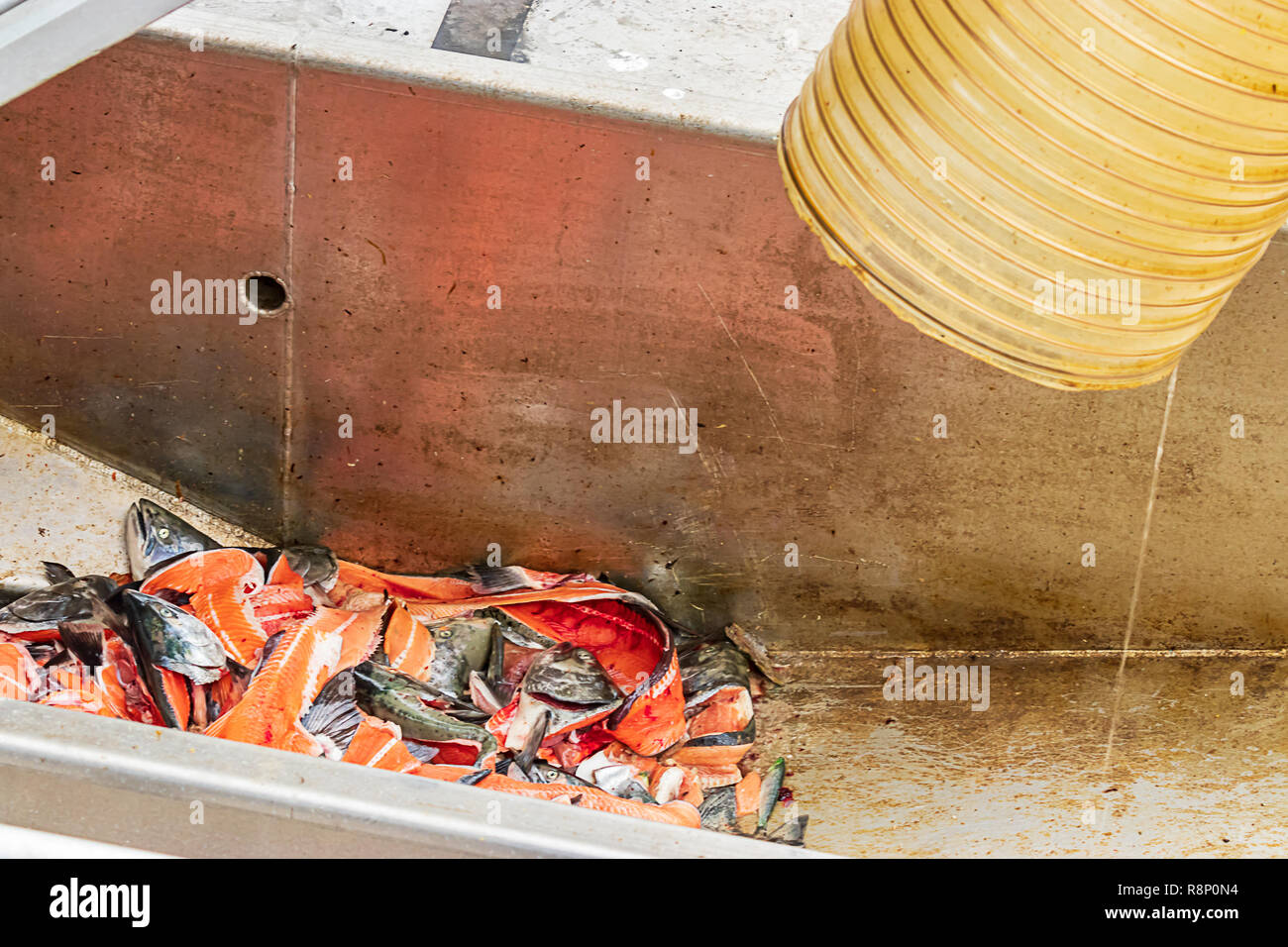 shoot leading to a industrial trash bin filled with fish parts Stock ...