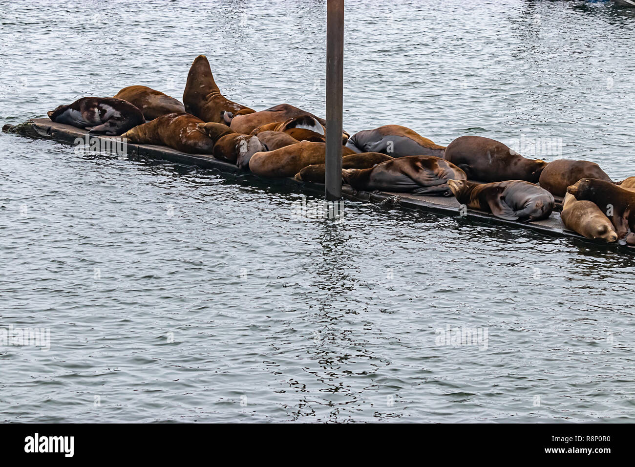 Sea lion huge group hi-res stock photography and images - Alamy