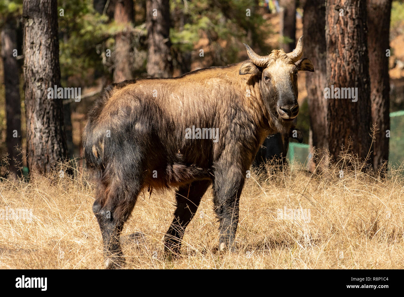 Takin budorcas taxicolor whitei hi-res stock photography and images - Alamy
