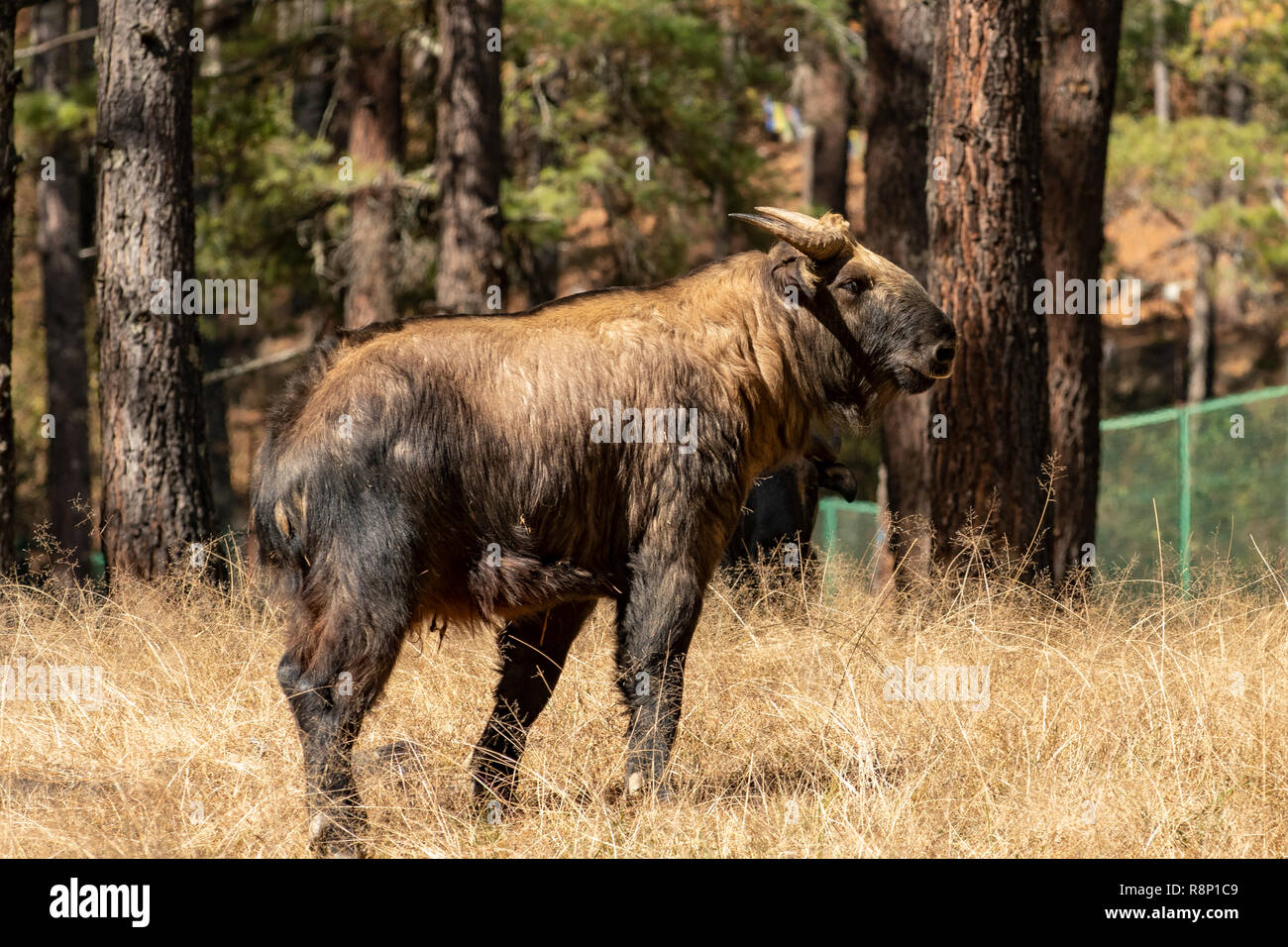 Takin budorcas taxicolor hi-res stock photography and images - Alamy