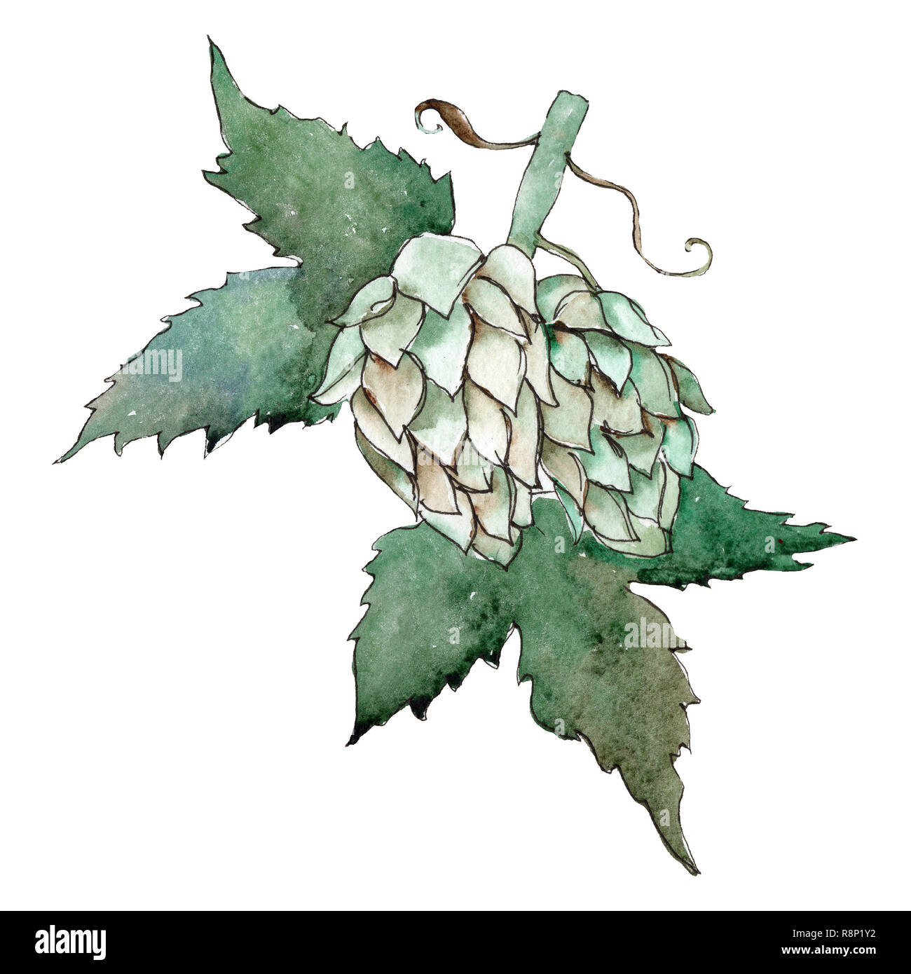 Green hops. Green leaf. Plant botanical floral foliage. Watercolor ...