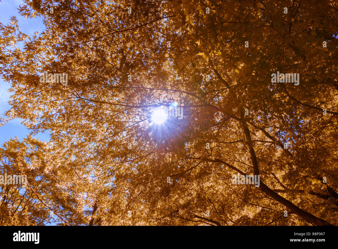 Sun shines through orange branches of a big tree Stock Photo - Alamy