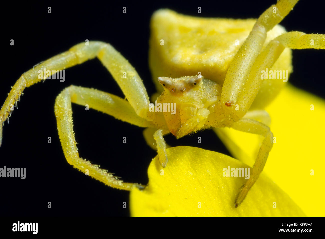 Dandelion spider hi-res stock photography and images - Alamy
