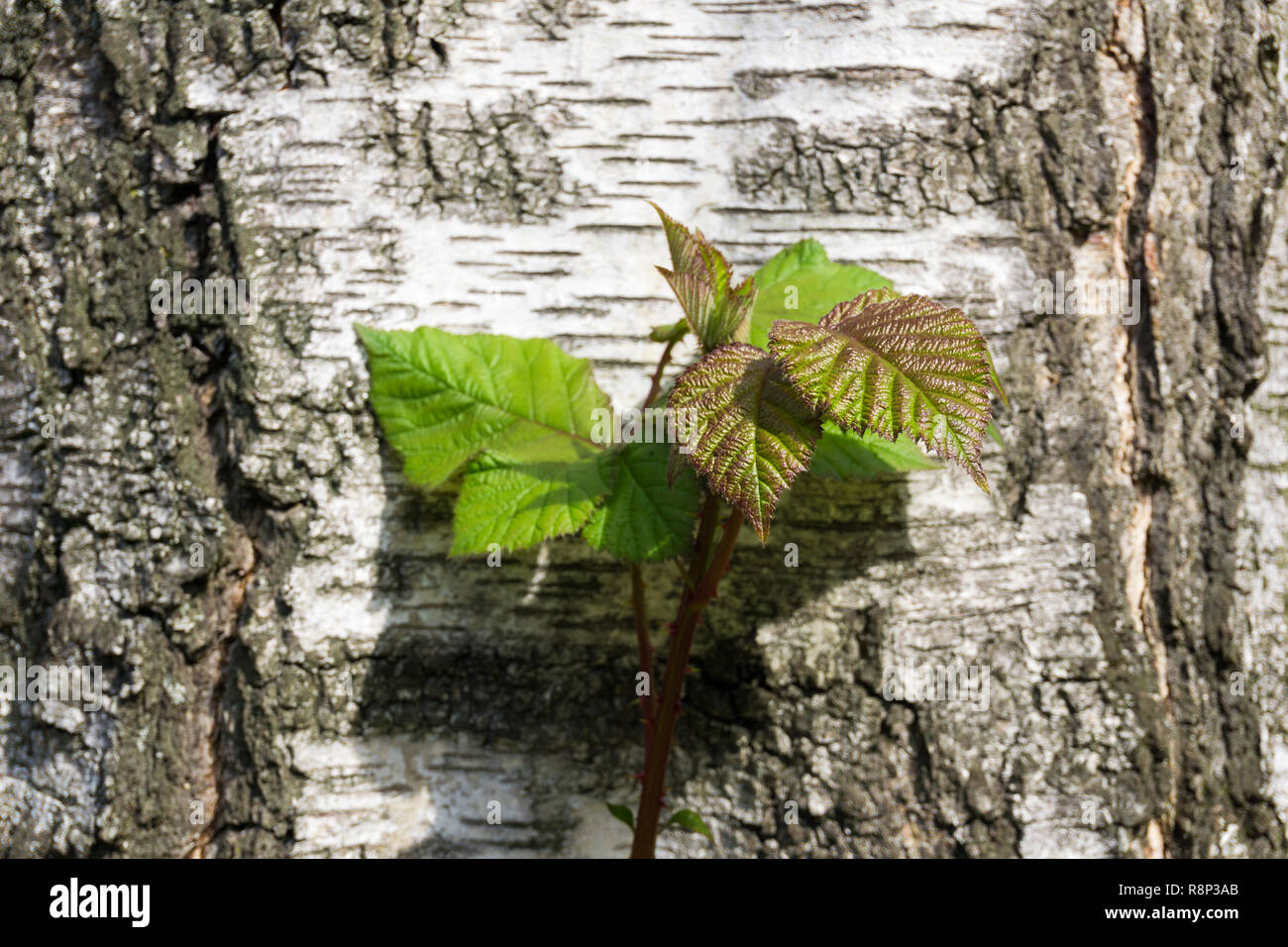 Flowering birch tree hi-res stock photography and images - Alamy