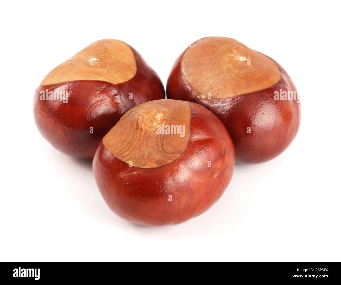 chestnut isolated on white background closeup Stock Photo - Alamy
