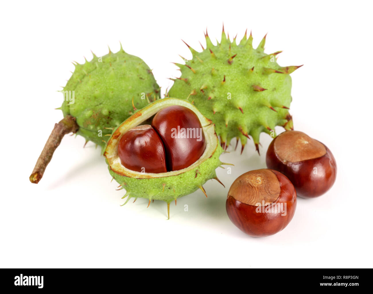chestnut in the skin isolated on white background closeup Stock Photo ...
