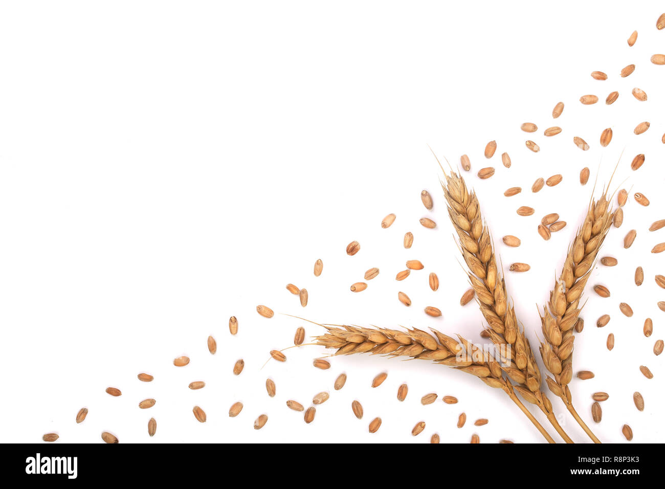 grain and ears of wheat isolated on white background with copy space ...