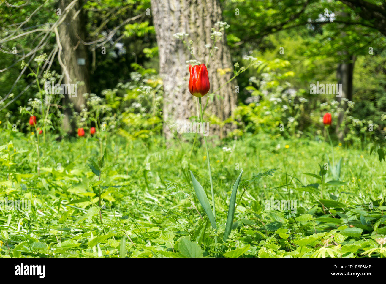 Red rose forest hi-res stock photography and images - Alamy
