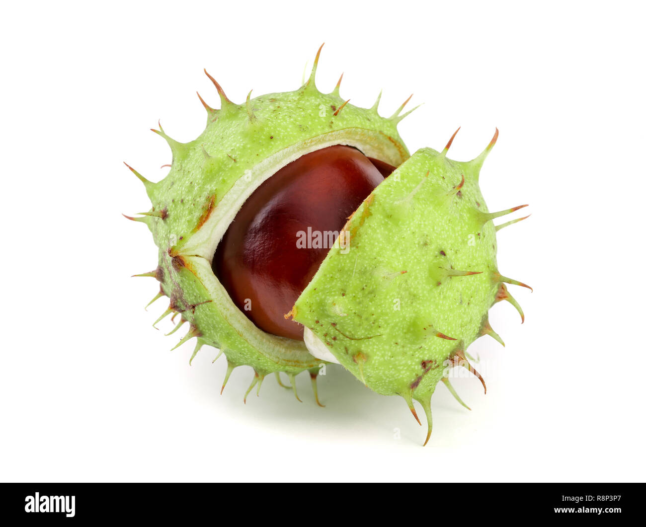 chestnut in the skin isolated on white background closeup Stock Photo ...
