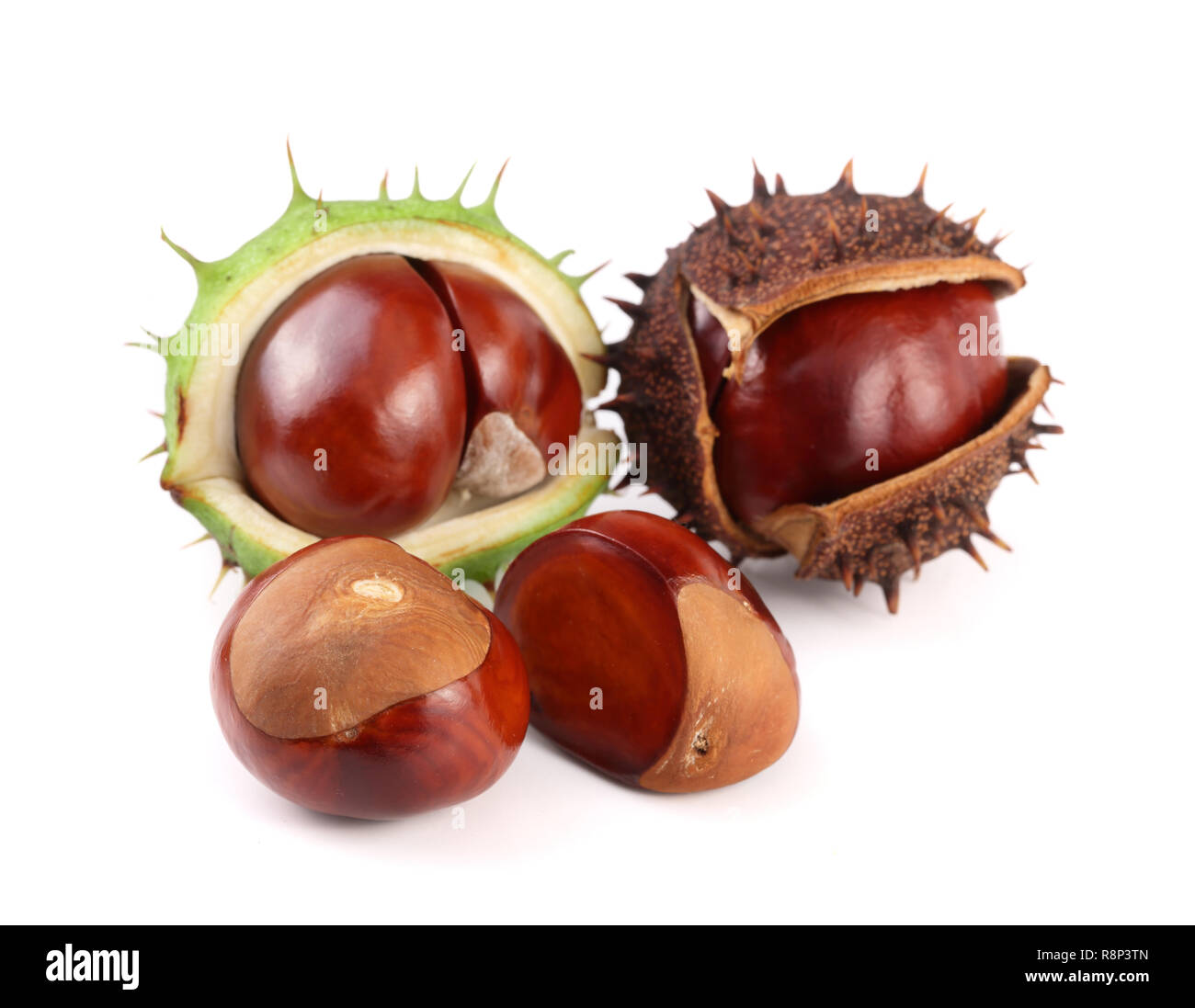 chestnut in the skin isolated on white background closeup Stock Photo ...