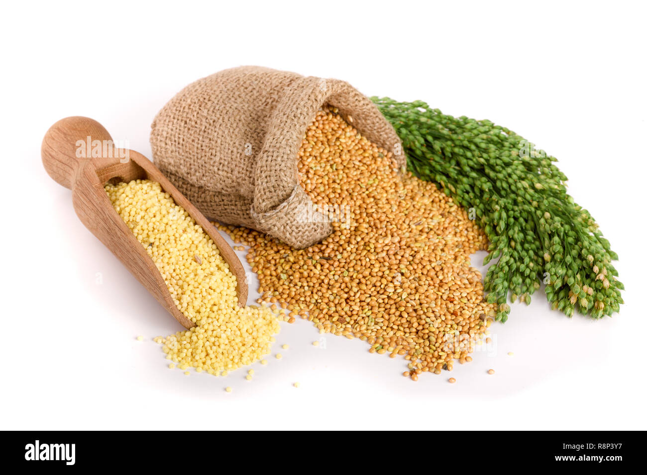 Millet in a wooden scoop, burlap bag and green spikelets isolated on ...