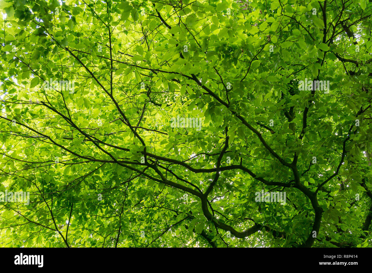 Green flowering tree hi-res stock photography and images - Alamy