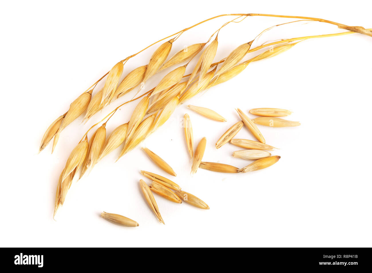 two oat spike with grains isolated on white background Stock Photo - Alamy
