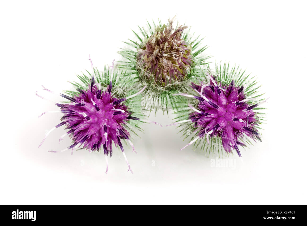 Burdock flower isolated on white background. Medicinal plant: Arctium ...