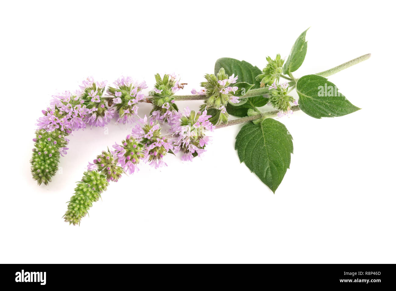 fresh peppermint herb with flowers isolated on white background Stock ...